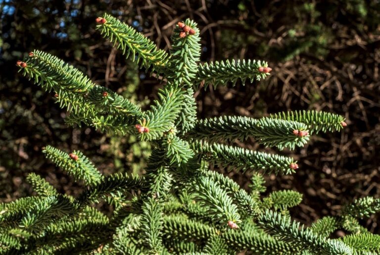 Hoja perenne: ¿Qué es? Explicación y 20 ejemplos de plantas