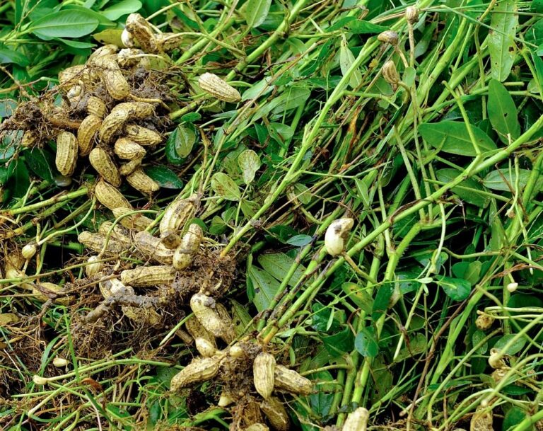 Qué son las LEGUMINOSAS: Tipos, cultivo y ejemplos varios