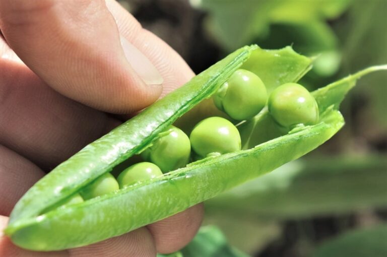 Qué son las LEGUMINOSAS: Tipos, cultivo y ejemplos varios