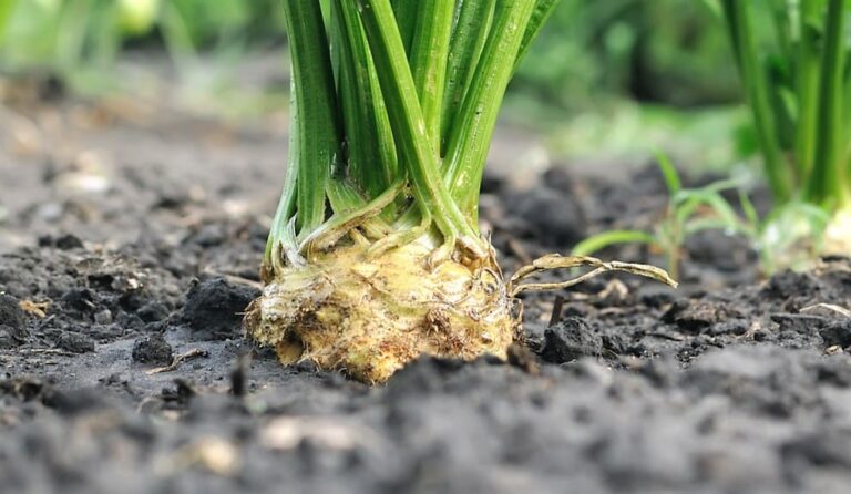Cómo y cuándo cultivar apios en maceta o huerto (cuidados)