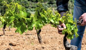 Poda de árboles: tipos, cómo y cuándo (Guía DEFINITIVA)