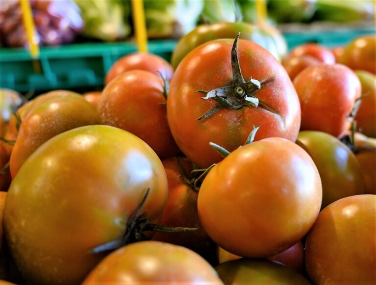 Tomate CANARIO: Características, usos y fantástico sabor