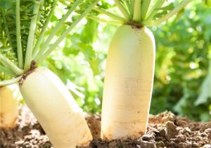 Tubérculos: Tipos y 27 EJEMPLOS comestibles (con fotos)