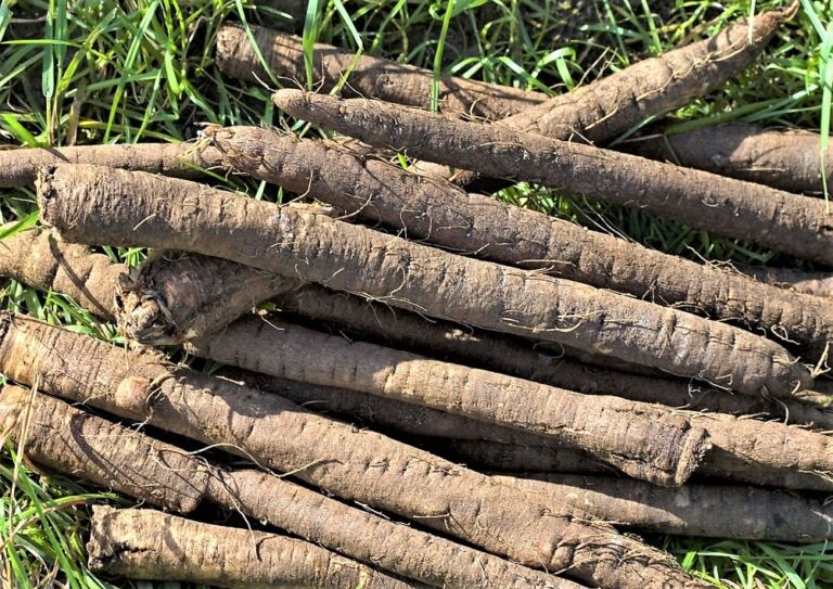 Tubérculos: Tipos y 27 EJEMPLOS comestibles (con fotos)