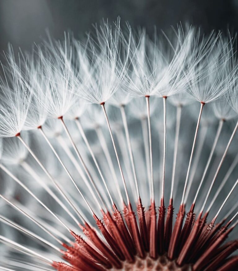 ¿Qué es la anemocoria? Significado botánico y ejemplos
