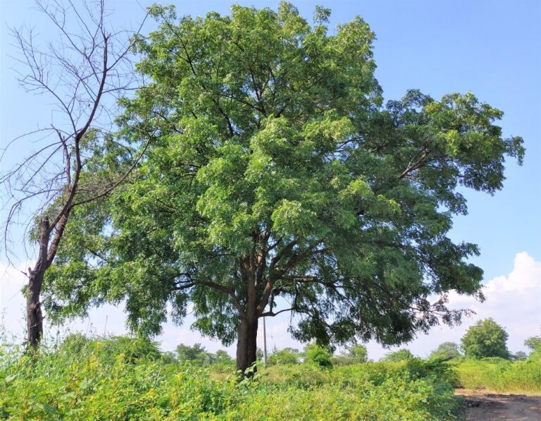 Aceite de NEEM: ¿Cómo usar este genial insecticida natural?