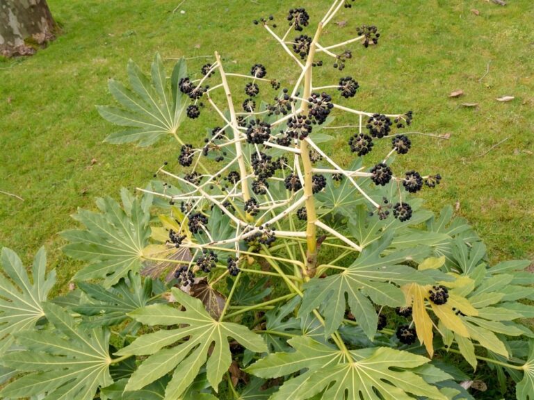 23 ARBUSTOS DE JARDÍN: Nombres, Fotos y Características