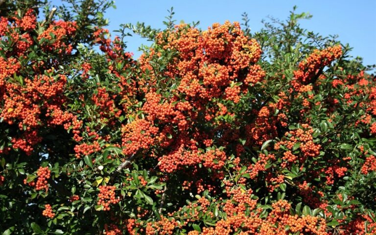 23 ARBUSTOS DE JARDÍN: Nombres, Fotos y Características