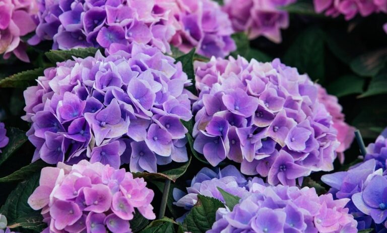 23 ARBUSTOS DE JARDÍN: Nombres, Fotos y Características