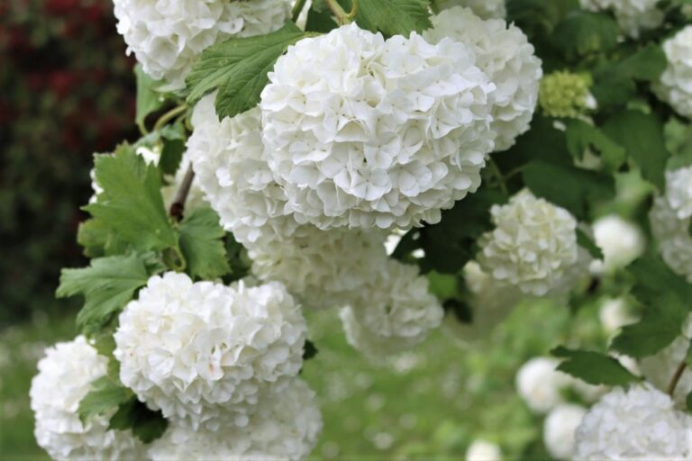 23 ARBUSTOS DE JARDÍN: Nombres, Fotos y Características