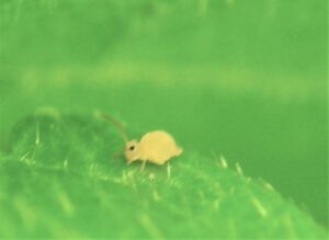 ¿Quieres eliminar los bichos blancos de tus plantas? Lee esto