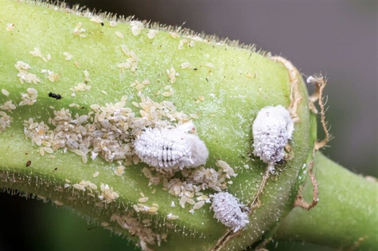 ¿Quieres eliminar los bichos blancos de tus plantas? Lee esto