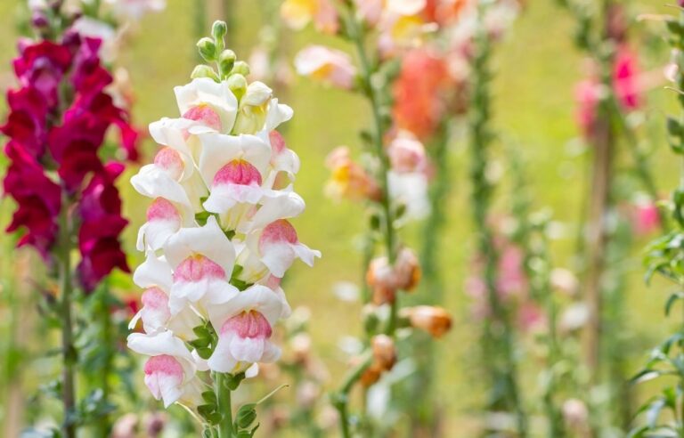 BOCA de DRAGÓN: Cuidados y características (Guía útil)