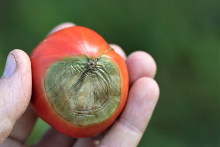Importancia del CALCIO en las plantas: ¿Cómo usarlo bien?