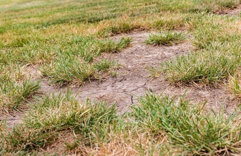 Césped amarillo: Causas y Soluciones (Guía útil y realista)