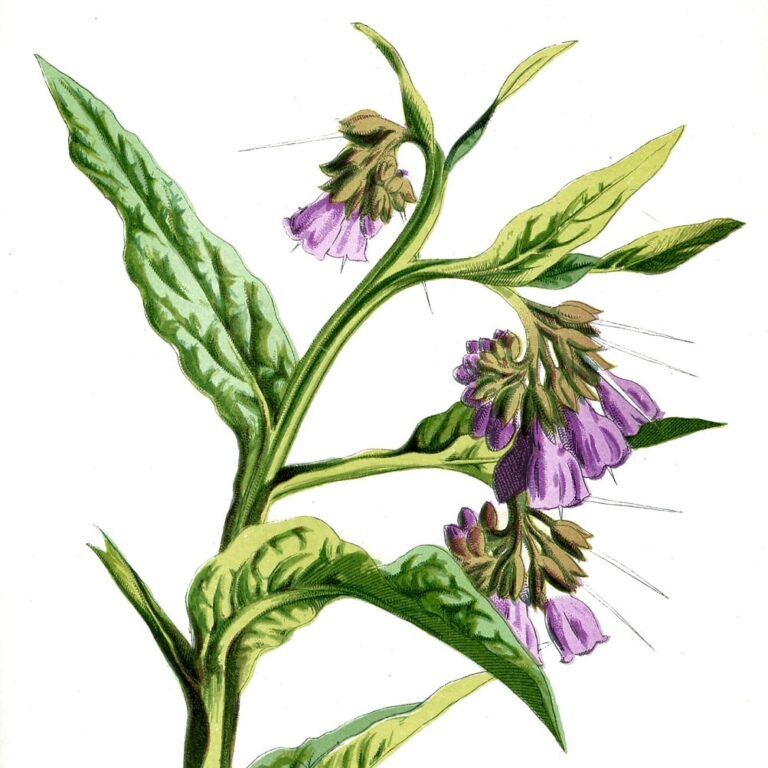 Consuelda rusa - ¿Qué es, Para qué sirve y DÓNDE comprar?