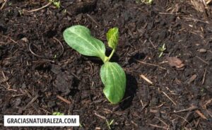 COTILEDONES de la semilla: Qué son, Funciones y Tipos