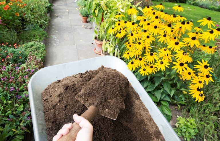 ¿Cuándo ABONAR tus plantas? Esta es la respuesta práctica