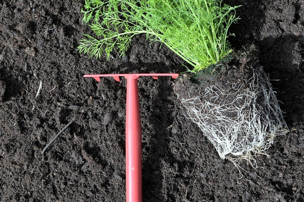 Eneldo e Hinojo: Descubre sus 7 diferencias (guía con fotos)