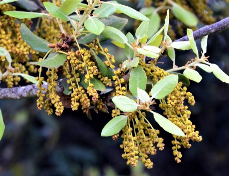 El FRUTO de la encina: Características, Propiedades y Usos
