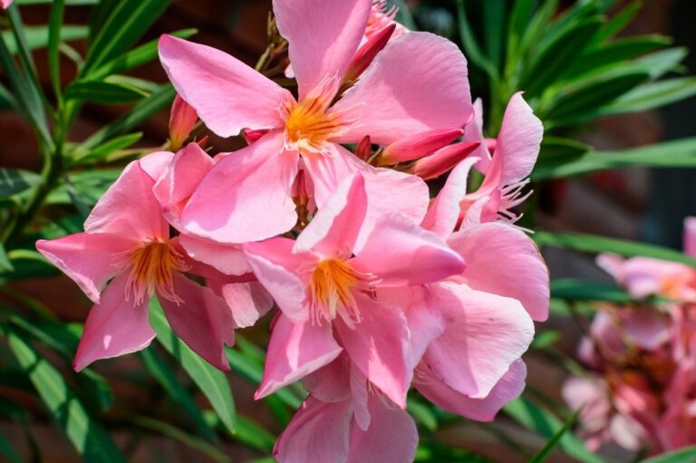 Las 29 flores de VERANO más alegres, con nombres y fotos