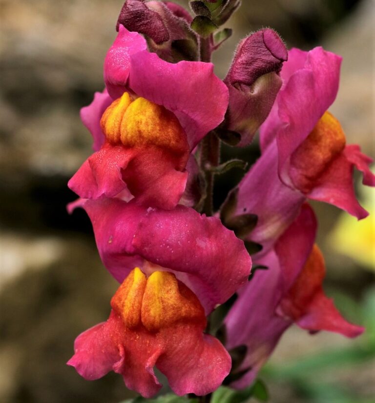 Las 29 flores de VERANO más alegres, con nombres y fotos