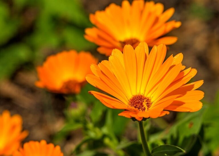 Las 29 flores de VERANO más alegres, con nombres y fotos