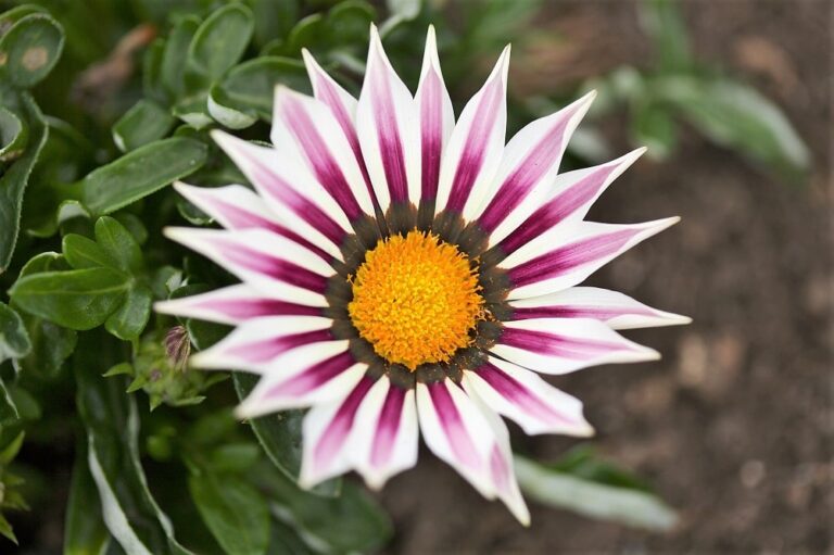 Las 29 flores de VERANO más alegres, con nombres y fotos