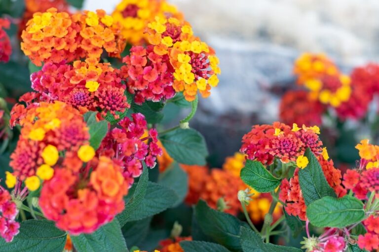 Las 29 flores de VERANO más alegres, con nombres y fotos