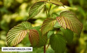 Fósforo en las plantas: Importancia y usos (Guía definitiva)