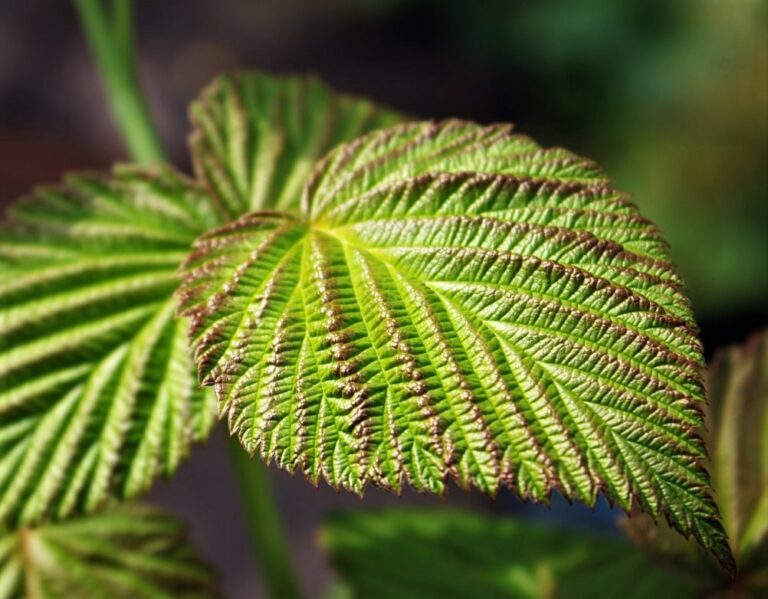 Fósforo en las plantas: Importancia y usos (Guía definitiva)