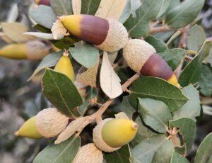 El FRUTO de la encina: Características, Propiedades y Usos