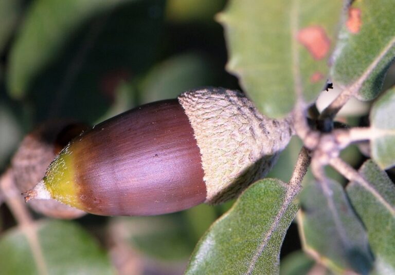 El FRUTO de la encina: Características, Propiedades y Usos