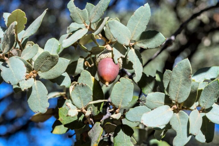 El FRUTO de la encina: Características, Propiedades y Usos