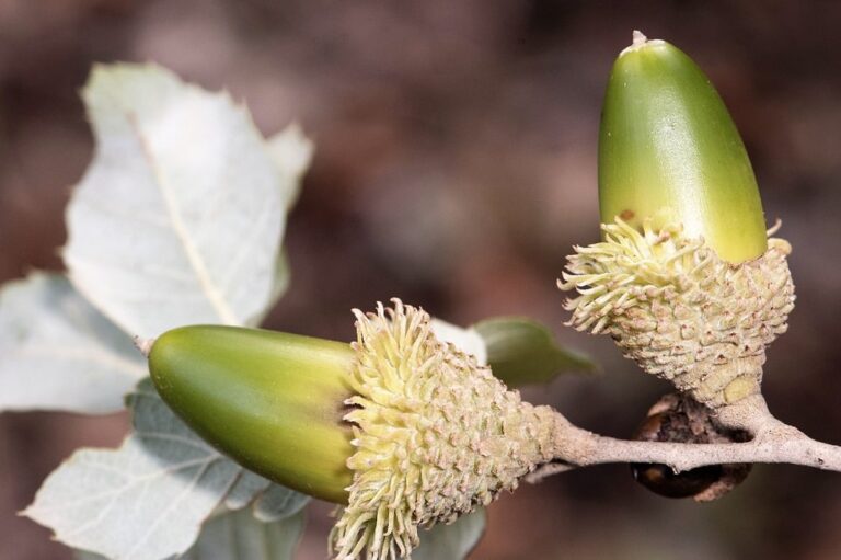 Fruto del alcornoque: Características, Curiosidades y Usos