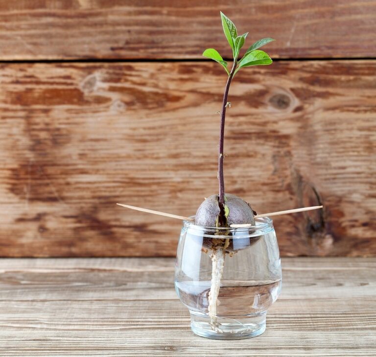 ¿Quieres GERMINAR una semilla? Sigue estos pasos