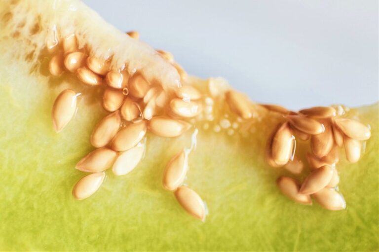 ¿Quieres GERMINAR una semilla? Sigue estos pasos