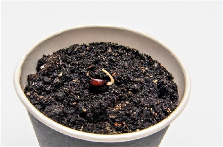 ¿Quieres GERMINAR una semilla? Sigue estos pasos
