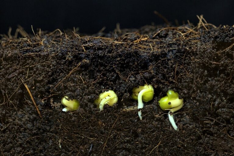 ¿Quieres GERMINAR una semilla? Sigue estos pasos