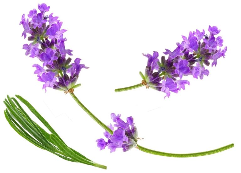 Lavanda: Propiedades, Cuidados y Características (Guía útil)
