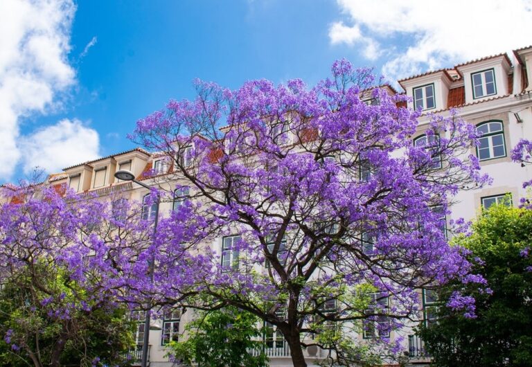 Jacaranda, el árbol con las flores moradas más bonitas