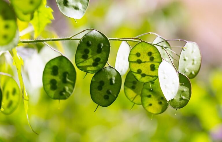 Lunaria annua: Características y cuidados de esta bella flor