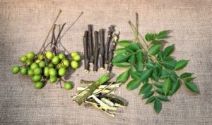 Aceite de NEEM: ¿Cómo usar este genial insecticida natural?