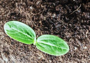 COTILEDONES de la semilla: Qué son, Funciones y Tipos