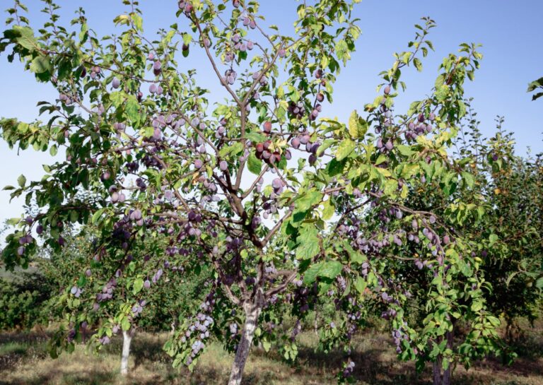 Importancia del POTASIO en las plantas: ¿Déficit o exceso?