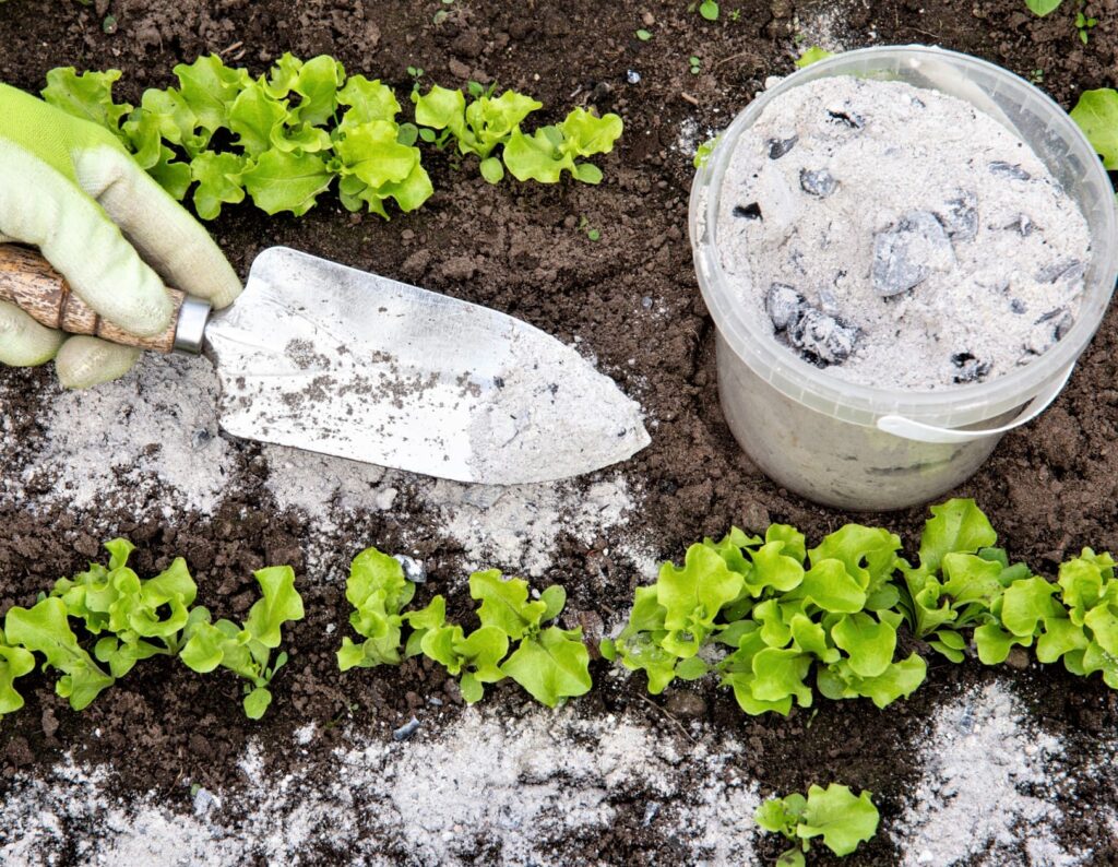 Importancia del POTASIO en las plantas: ¿Déficit o exceso?