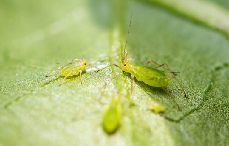 ¿Quieres eliminar pulgones de tus plantas? Usa estos trucos