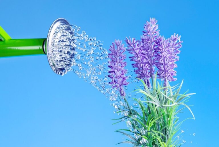 Lavanda: Propiedades, Cuidados y Características (Guía útil)