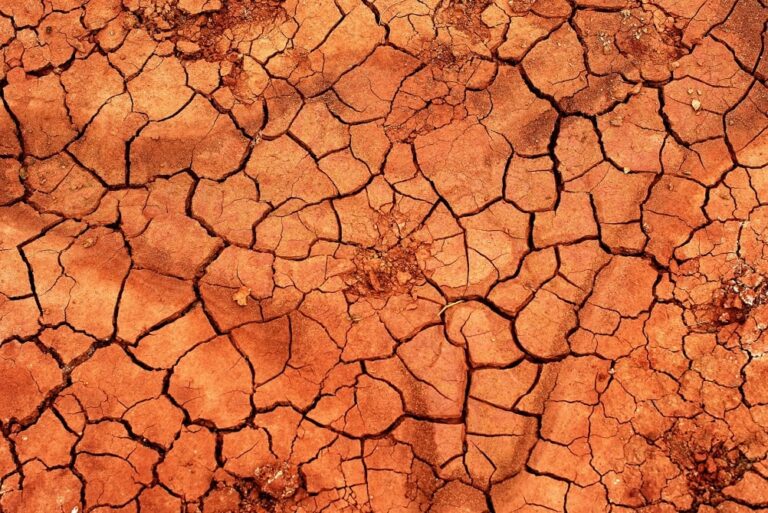 Suelo ARCILLOSO: Propiedades y Plantas ideales para este