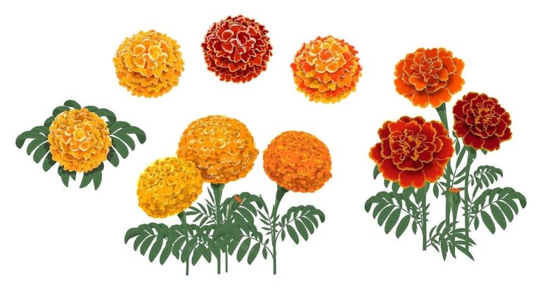 Tagetes: Características, cuidados y variedades (Guía útil)